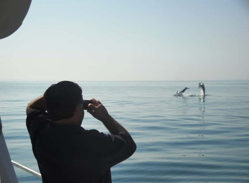 From Sesimbra: Arrábida Dolphin Watching Boat Tour - The Itinerary: What You Can Expect