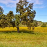 From Seville: Cerro del Hierro Private Hike with Picnic - The Landscape: More Than Just Rocks