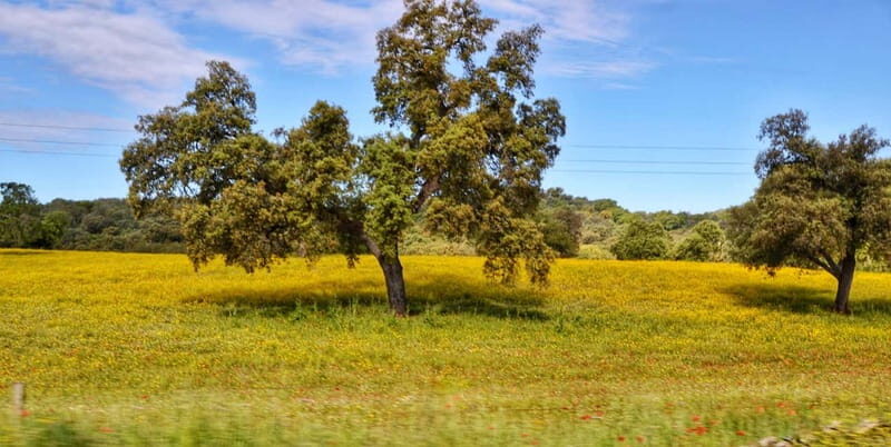 From Seville: Cerro del Hierro Private Hike with Picnic - The Landscape: More Than Just Rocks