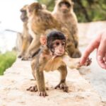 From Seville: Day Trip to Gibraltar - Key Points