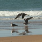 From Seville: Doñana, El Rocio, and Matalascañas Beach Tour - What Makes This Tour Valuable?