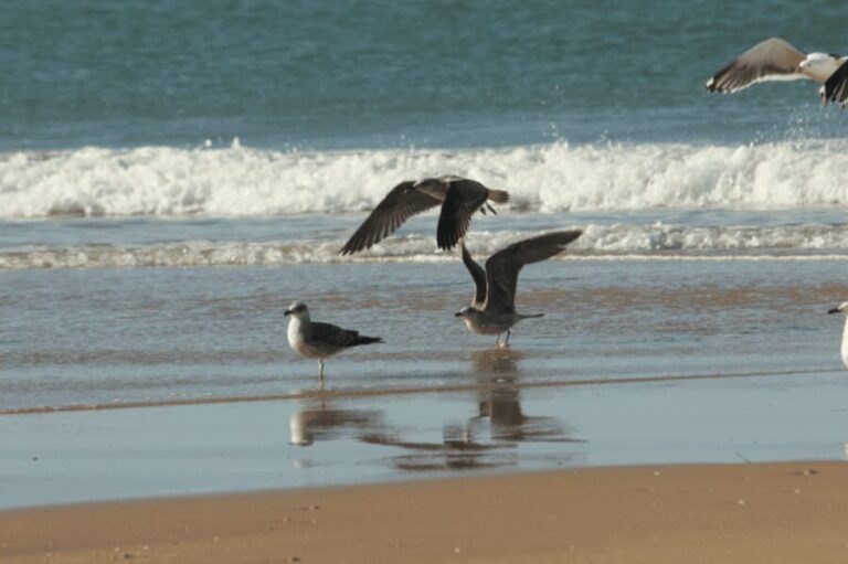 From Seville: Doñana, El Rocio, and Matalascañas Beach Tour - What Makes This Tour Valuable?