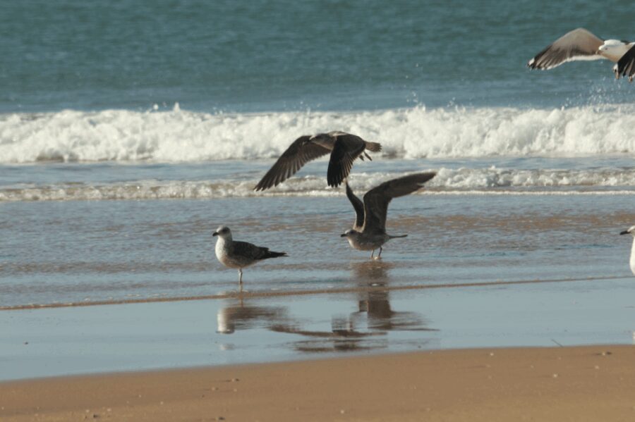 From Seville: Doñana, El Rocio, and Matalascañas Beach Tour - What Makes This Tour Valuable?