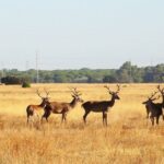From Seville: Doñana National Park Day Trip - The Practicalities and Value