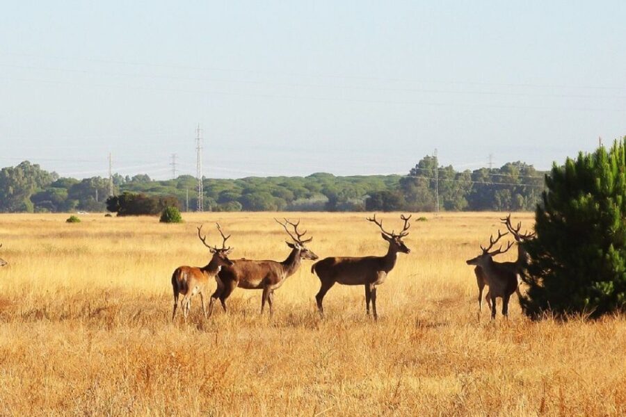 From Seville: Doñana National Park Day Trip - The Practicalities and Value