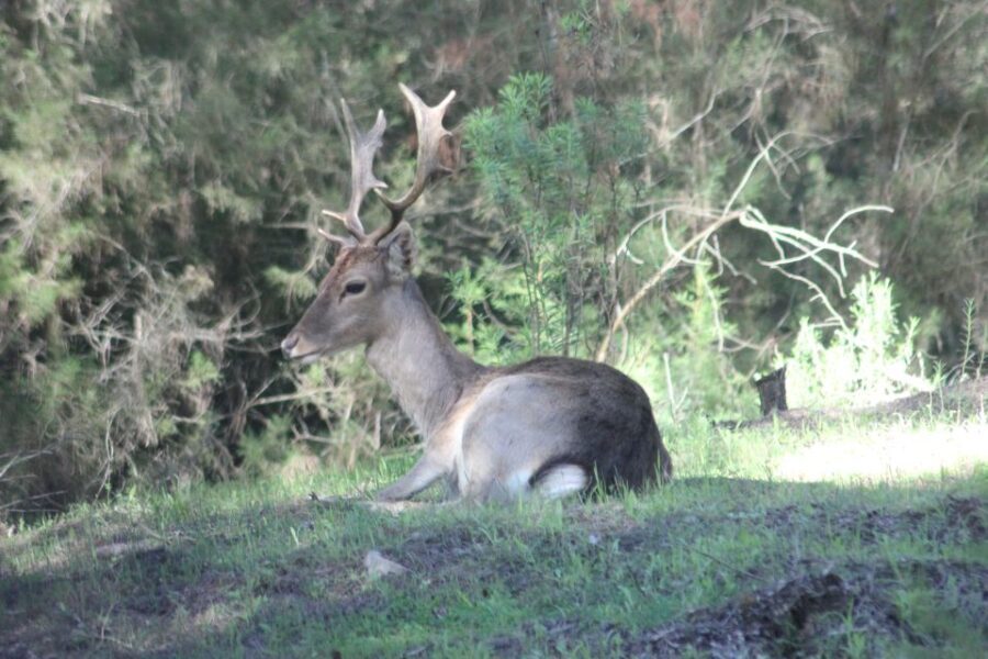 From Seville: Doñana National Park Full-Day Private Tour - Is It Worth the Price?