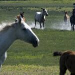 From Seville: Doñana Natural Park, El Rocio and Matalascañas - The Experience in Detail