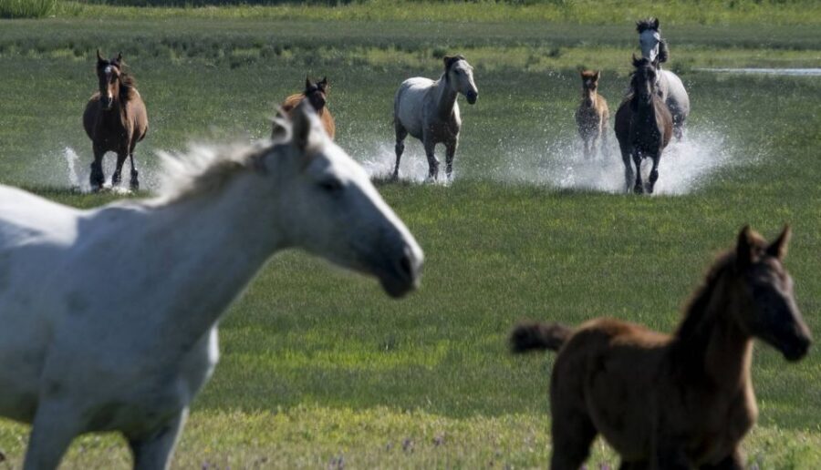 From Seville: Doñana Natural Park, El Rocio and Matalascañas - The Experience in Detail