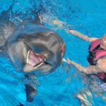 From Side Dolphin and Seal Show Ticket with Hotel Transfers - Why This Tour Works Well