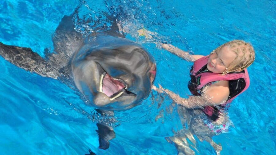 From Side Dolphin and Seal Show Ticket with Hotel Transfers - Why This Tour Works Well