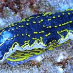 From Side: Guided Scuba Diving in Alanya w/ Lunch & Transfer - Why This Tour Represents Good Value
