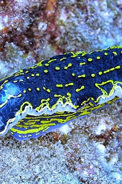 From Side: Guided Scuba Diving in Alanya w/ Lunch & Transfer - Why This Tour Represents Good Value