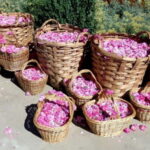 From Sofia: The Rose Valley & Koprivshtitsa 12 hrs Day Tour - Detailed Breakdown of the Tour Experience