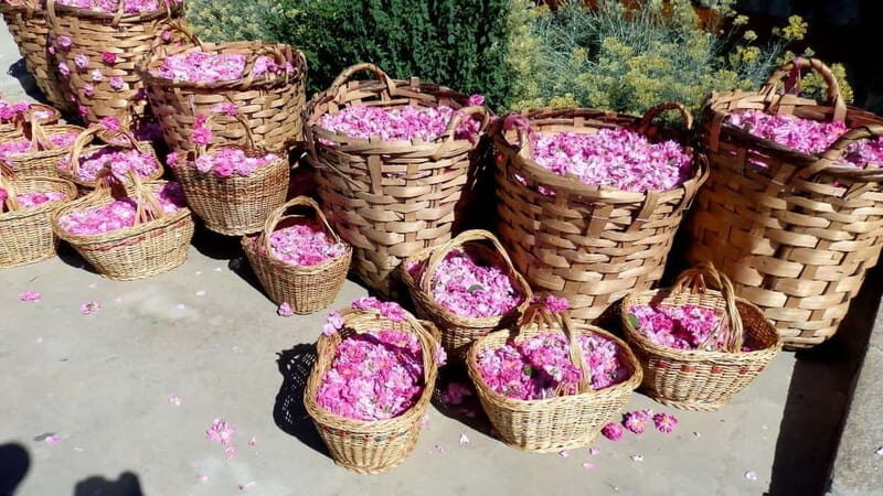 From Sofia: The Rose Valley & Koprivshtitsa 12 hrs Day Tour - Detailed Breakdown of the Tour Experience