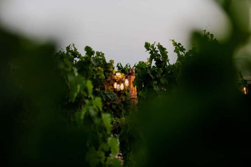From Split: Vineyard Tour with Wine Tasting - The Transportation Experience and Logistics