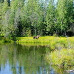 From Stockholm: Moose & Wildlife Safari with Campfire Dinner - The Value of the Experience