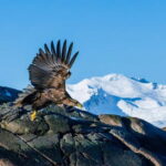 From Svolvær: Lofoten Trollfjord Cruise & Sea Eagle Safari - Pricing and Value