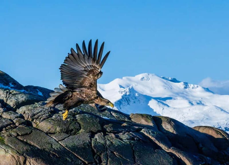 From Svolvær: Lofoten Trollfjord Cruise & Sea Eagle Safari - Pricing and Value