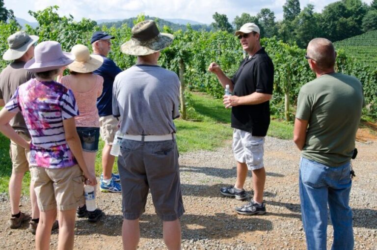 From Taormina: Private 3 Etna Wineries with Food & Wine - An In-Depth Look at What the Tour Offers