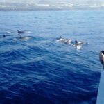 From Tazacorte: Fast Yacht Tour of La Palma - The Experience and Why It Matters