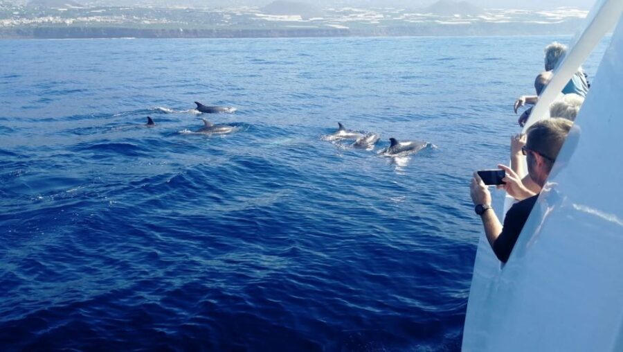 From Tazacorte: Fast Yacht Tour of La Palma - The Experience and Why It Matters