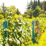 From Tbilisi: Kakheti Wine Tour with Lunch and Tastings - Sighnaghi: The City of Love