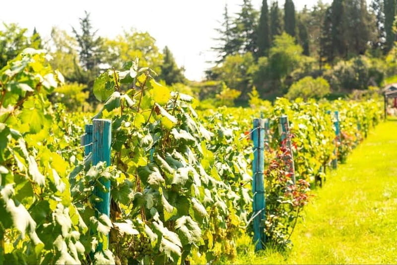 From Tbilisi: Kakheti Wine Tour with Lunch and Tastings - Sighnaghi: The City of Love