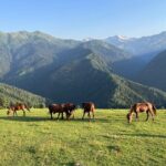 From Tbilisi: Svaneti 4 Days Private tour (Mestia, Ushguli) - Why This Tour Represents Great Value