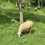 From Tirana: Bovilla Lake, Canyon and Gamti Mountain Hike - Bovilla Dam & Lake