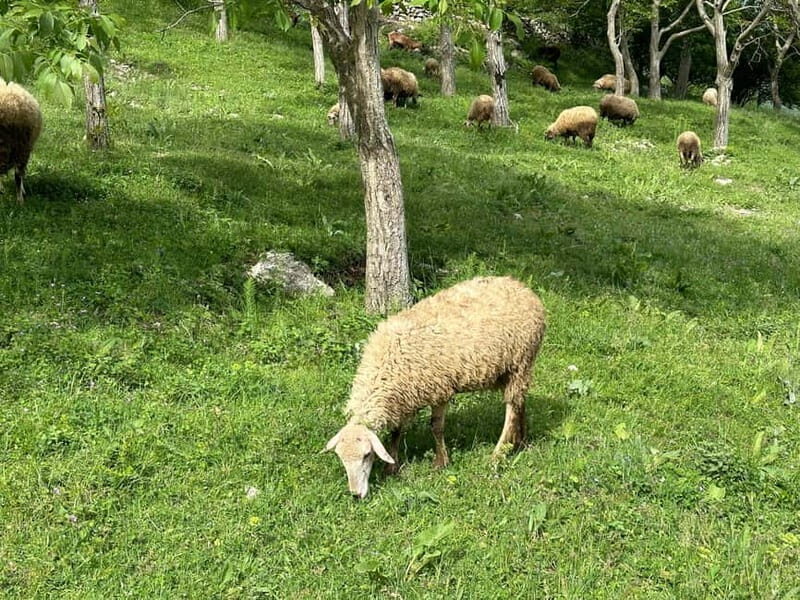 From Tirana: Bovilla Lake, Canyon and Gamti Mountain Hike - Bovilla Dam & Lake
