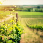 From Tirana: Wine Tasting & Durres Small Group Tour - An Authentic Day Out in Albania: What to Expect