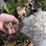From Tortona: Piedmont Truffle Hunting Experience - Who Should Consider This Experience?