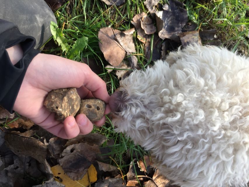 From Tortona: Piedmont Truffle Hunting Experience - Who Should Consider This Experience?