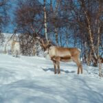 From Tromsø: Daytime Reindeer Sledding at Camp Tamok - The Practicalities & What’s Included