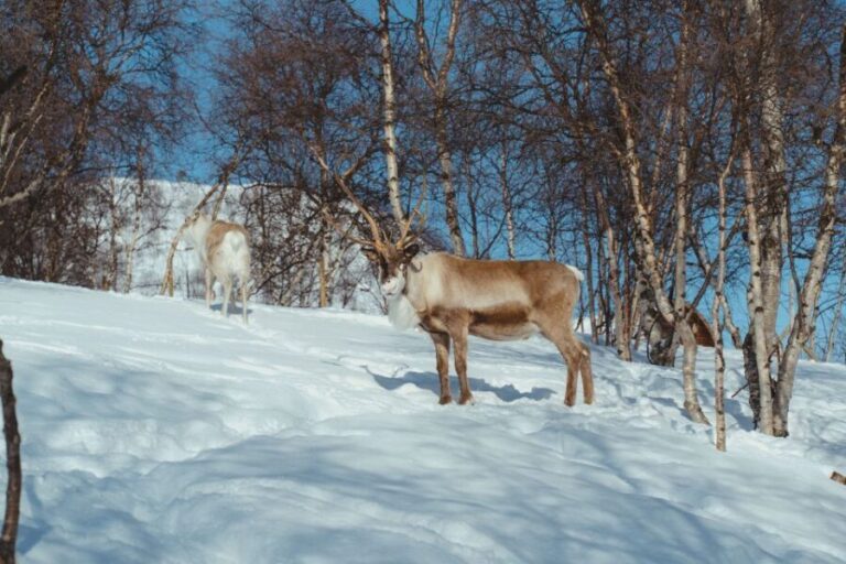 From Tromsø: Daytime Reindeer Sledding at Camp Tamok - The Practicalities & What’s Included