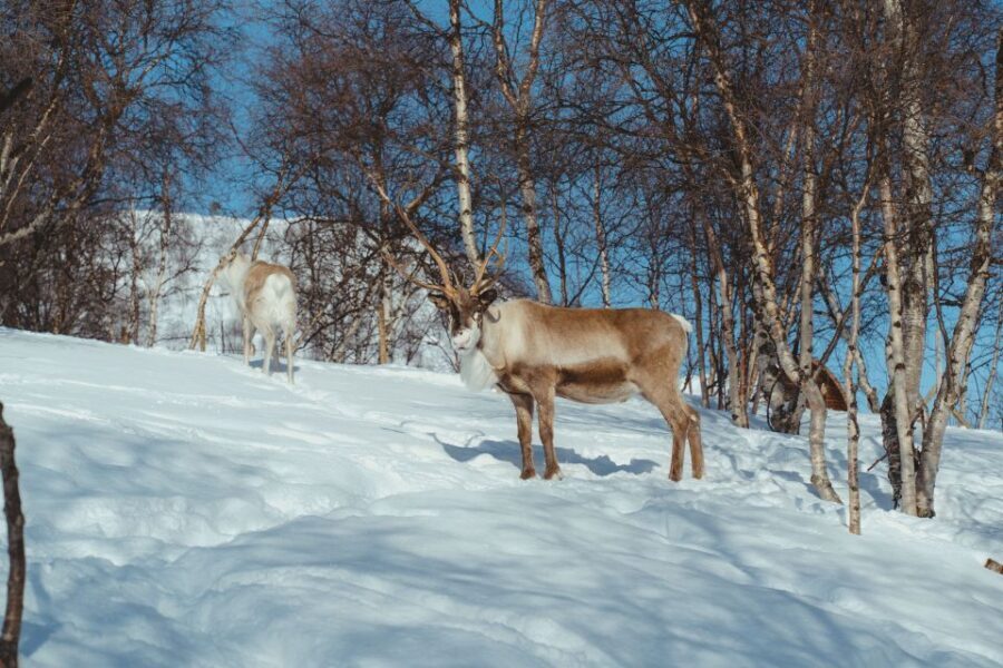 From Tromsø: Daytime Reindeer Sledding at Camp Tamok - The Practicalities & What’s Included