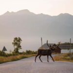 From Tromsø: Fjord Tour and Visit to Sommarøy in French - Who Should Consider This Tour?
