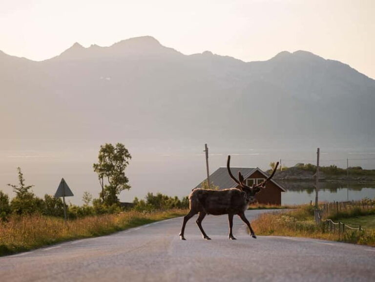From Tromsø: Fjord Tour and Visit to Sommarøy in French - Who Should Consider This Tour?