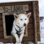 From Tromsø: Fun and Easy Dog Sledding Adventure - Setting the Scene: What to Expect During the Tour