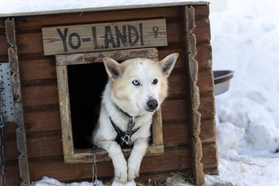 From Tromsø: Fun and Easy Dog Sledding Adventure - Setting the Scene: What to Expect During the Tour