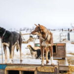 From Tromsø: Guided Husky Snowshoe Hike and Husky Camp Visit - Value & Pricing: What Are You Getting?