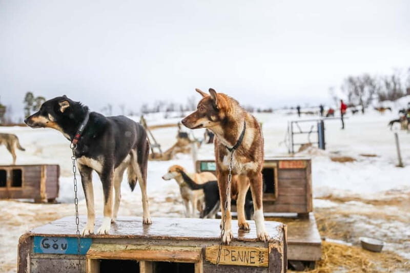 From Tromsø: Guided Husky Snowshoe Hike and Husky Camp Visit - Value & Pricing: What Are You Getting?
