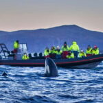 From Tromso: Whale Watching in Magic Skjervoy - The RIB Adventure: Close Encounters with Whales