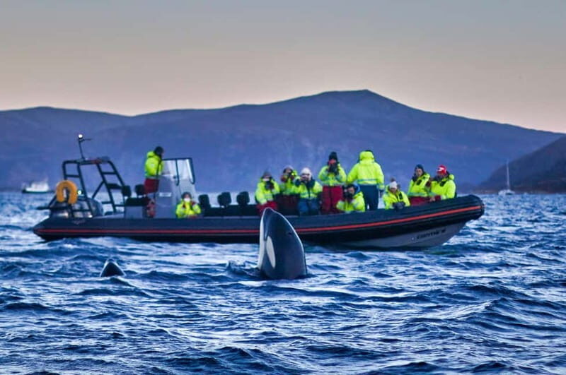 From Tromso: Whale Watching in Magic Skjervoy - The RIB Adventure: Close Encounters with Whales