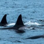 From Tromsø: Whale Watching RIB Safari at Skjervøy - The Itinerary: What’s Included & How It Unfolds