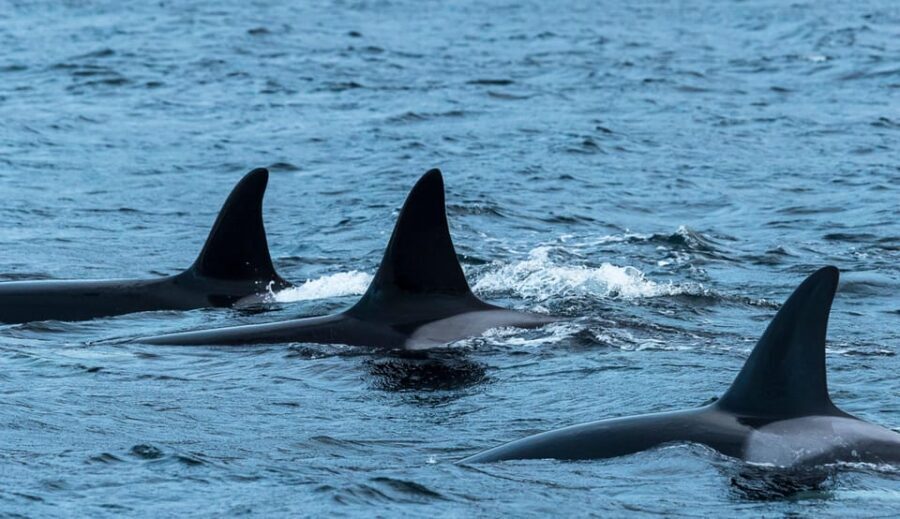 From Tromsø: Whale Watching RIB Safari at Skjervøy - The Itinerary: What’s Included & How It Unfolds