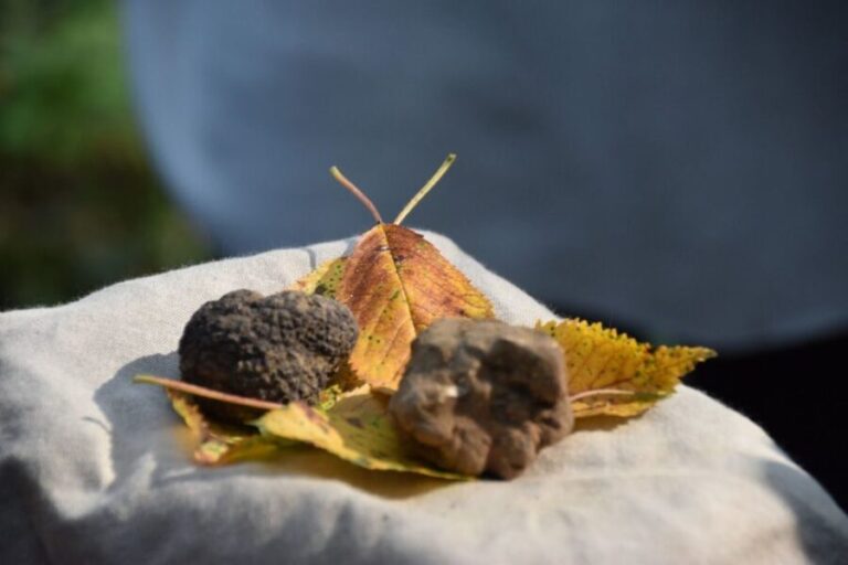 From Turin: Half-Day Truffle Hunting and Lunch in Piedmont - Final Thoughts