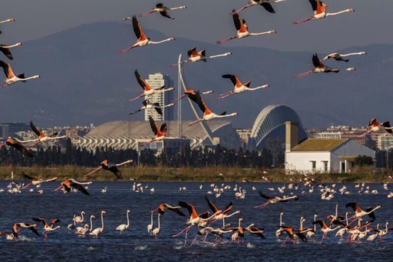 From Valencia: Albufera Boat Ride & Food (Paella) Included - Guided Tour of Albufera