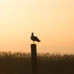 From Valencia: Albufera Day Trip with Boat Tour and Transfer - Who Will Love This Tour?