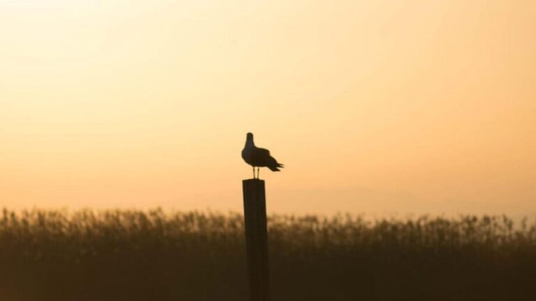 From Valencia: Albufera Day Trip with Boat Tour and Transfer - Who Will Love This Tour?